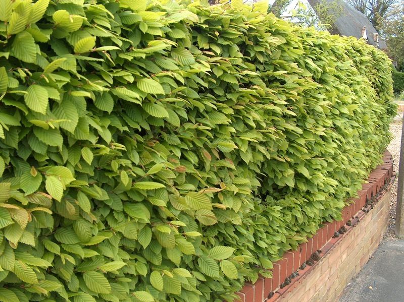 Hornbeam native hedge plants semi-evergreen bare root hedging 8 sizes ...