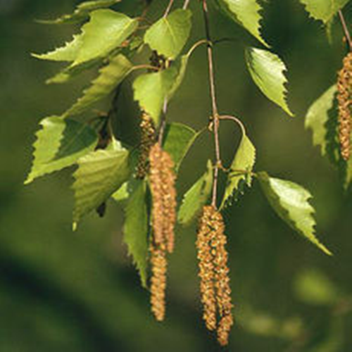 Silver Birch native bare root tree saplings whips hedging plants hedge ...