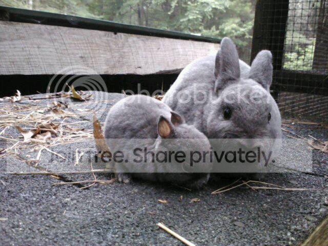 Breeds that produce peanuts? | Rabbit Talk - Meat Rabbit & Farming Forum