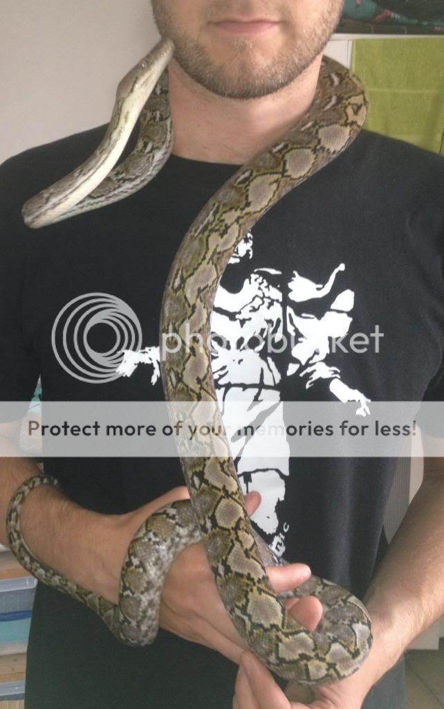 NW England - Adult Male Kayaudi Dwarf Reticulated Python | Reptile Forums