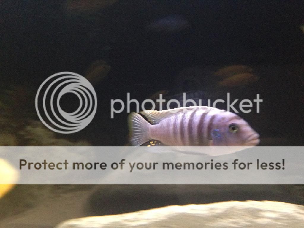 white top hara and red top zebra mix you think ??? | Cichlid Fish Forum